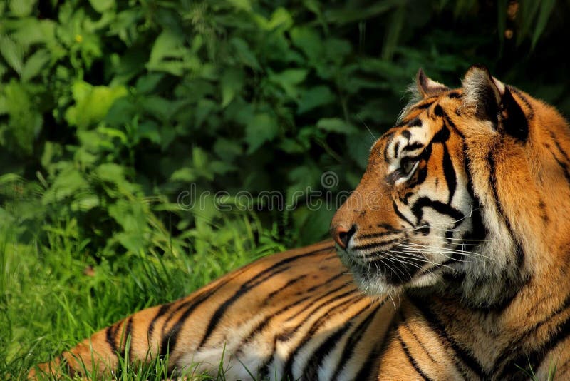 Tiger stock image. Image of sunbathing, wildlife, tiger - 56235419