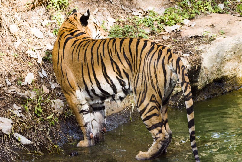 Tiger Big, Eating Food and Swimming in Pool Stock Image - Image of ...