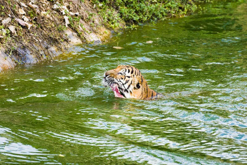 Tiger Big, Eating Food And Swimming In Pool Stock Photo - Image of ...