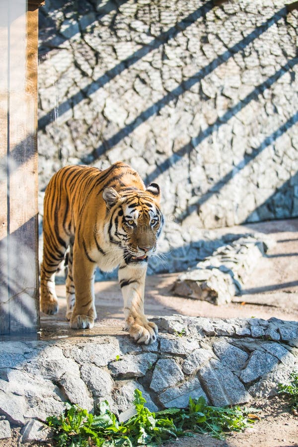 Tiger stock image. Image of look, wild, stones, tigr - 69095571