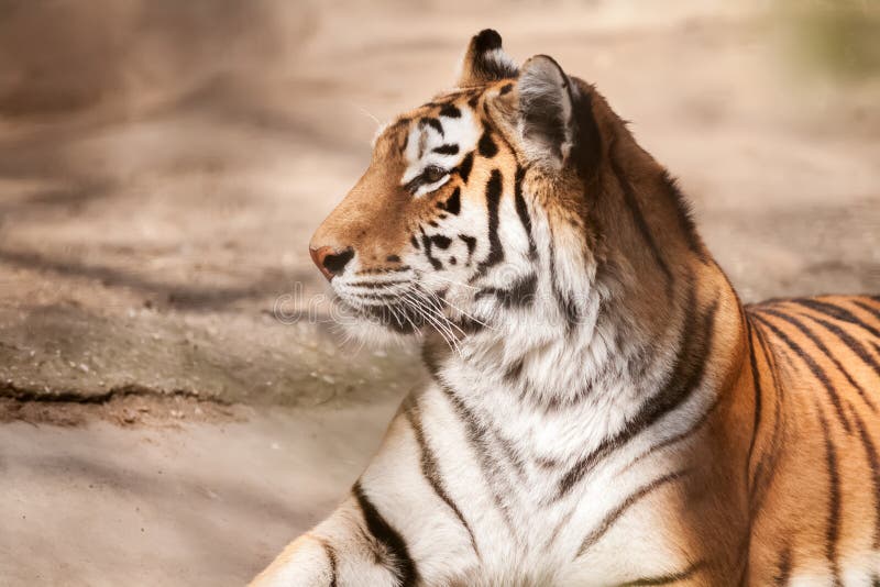 Tiger big male cat stock photo. Image of endangered, nature - 52436242
