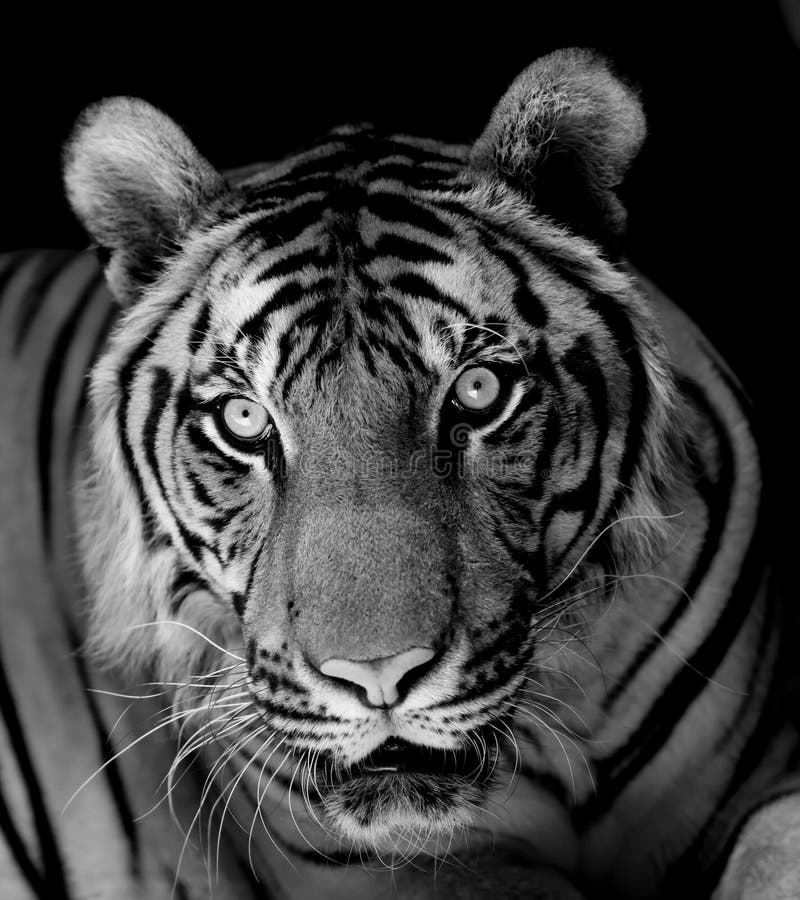 Tiger Back Stock Images - Download 1,055 Royalty Free Photos