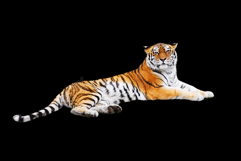 1,479 Tiger Claw Background Stock Photos - Free & Royalty-Free Stock ...