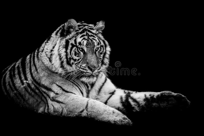Tiger with a Black Background in B&W Stock Image - Image of bengal ...