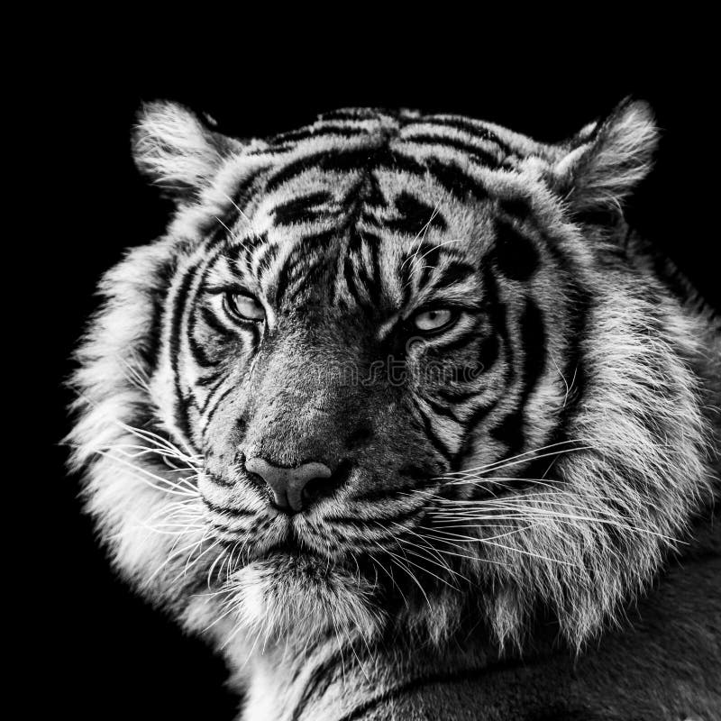 Tiger with a Black Background Stock Image - Image of jungle, graphic ...