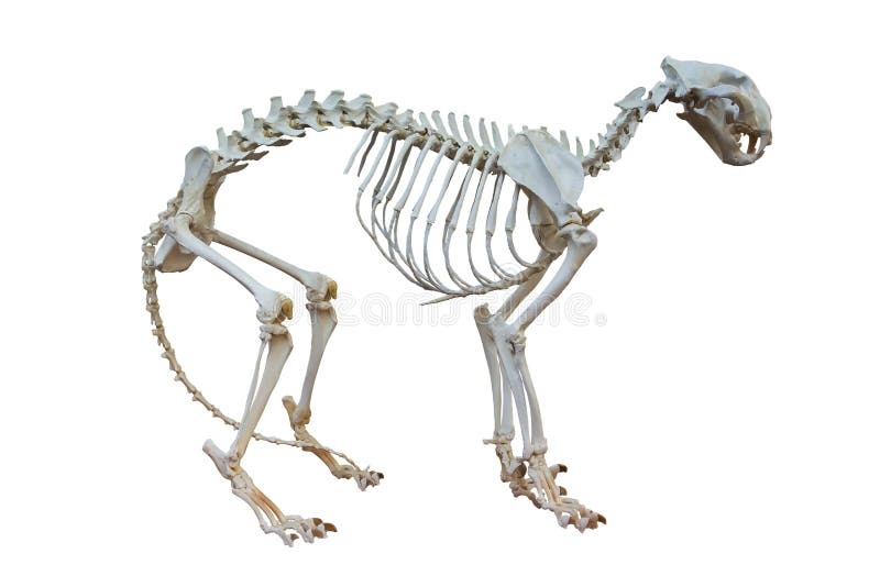 258 Tiger Skull Stock Photos - Free & Royalty-Free Stock Photos from ...