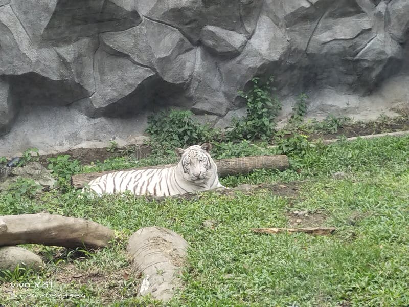Tiger, Brave, Rest, Waiting, Handsome, Zoo, Nature Stock Image - Image ...