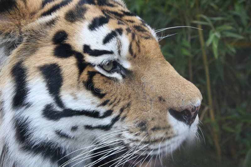 Tiger breath stock photo. Image of looking, nature, whiskers - 108846156