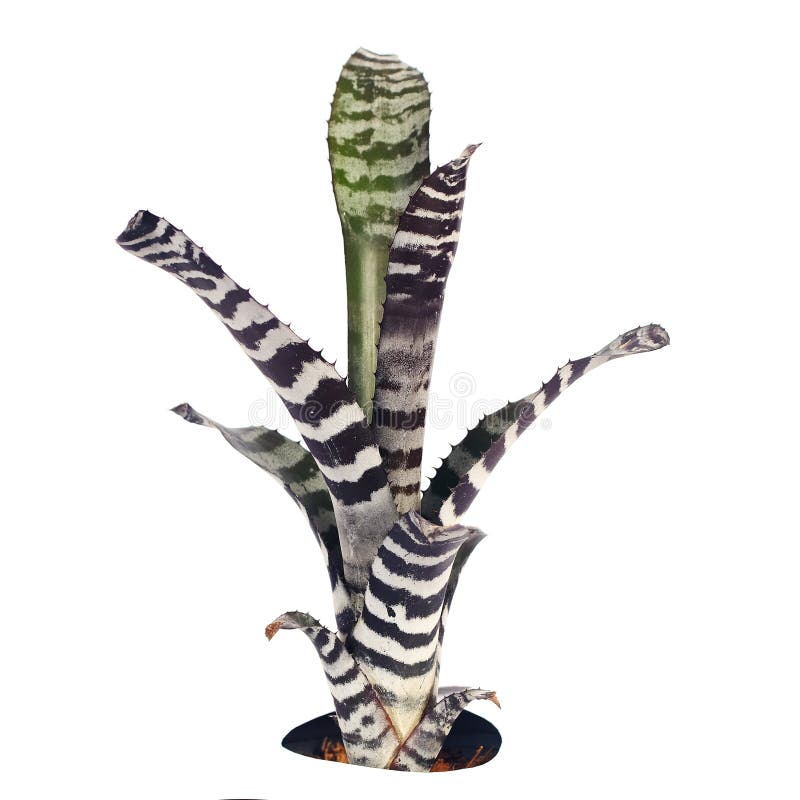 Tiger Bromeliad Flower Background Stock Photo - Image of rainforest ...