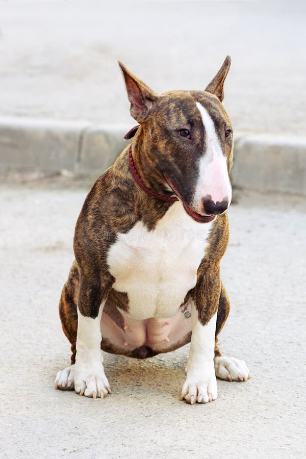 Tiger Bull Terrier S'asseyant Dans L'avant Photo stock - Image du ...