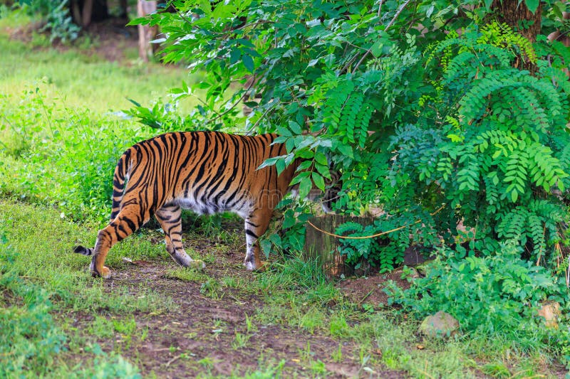Tiger in the Bushes. Background with Selective Focus and Copy Space ...