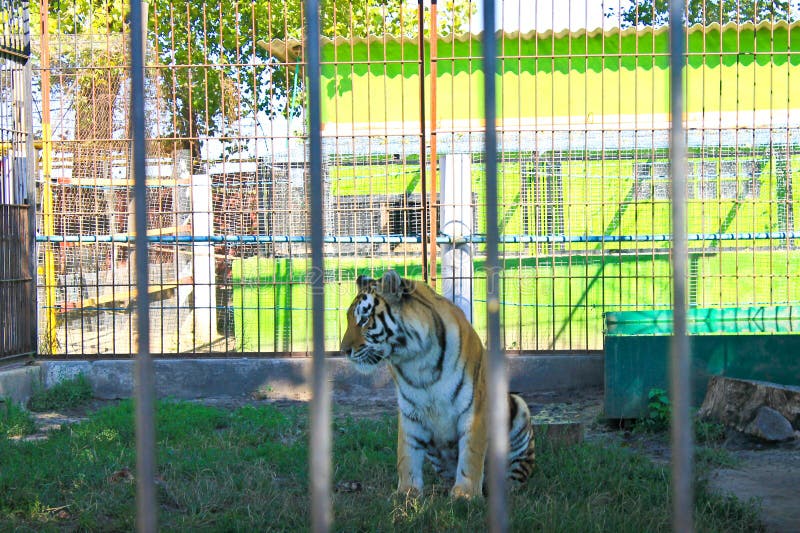 Tiger in a cage stock image. Image of hunter, animal - 144432609