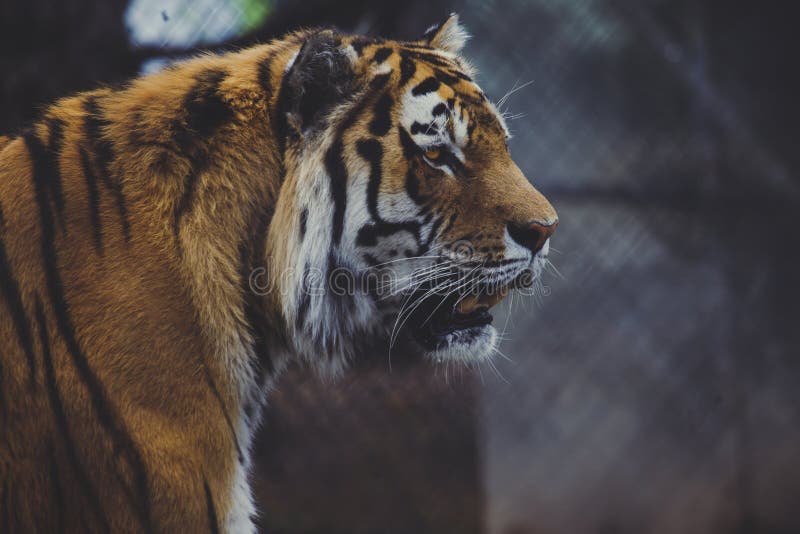 Tiger Head Side Stock Photos - Download 663 Royalty Free Photos