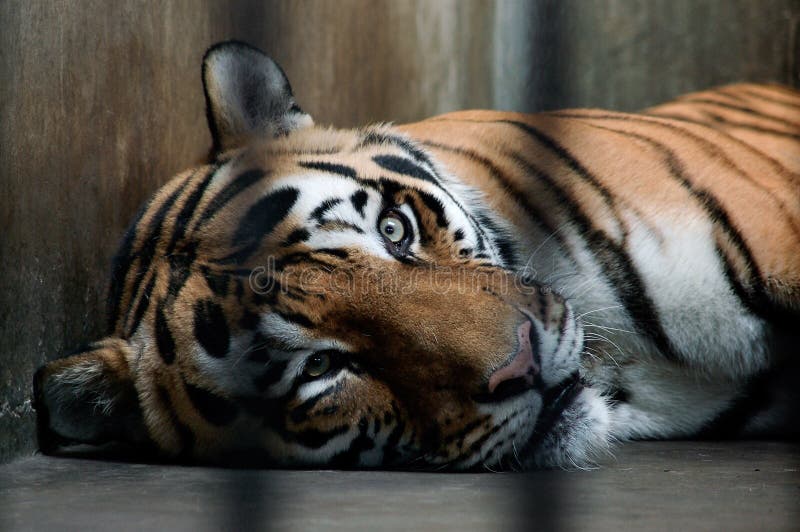 A tiger in a cage stock image. Image of asia, pets, chinese - 6081807
