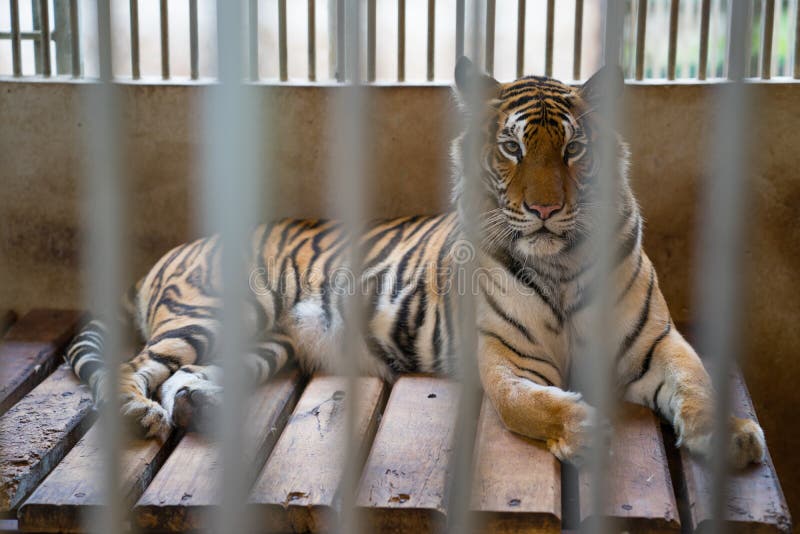 Tiger in cage stock image. Image of wild, mammal, tiger - 76740153