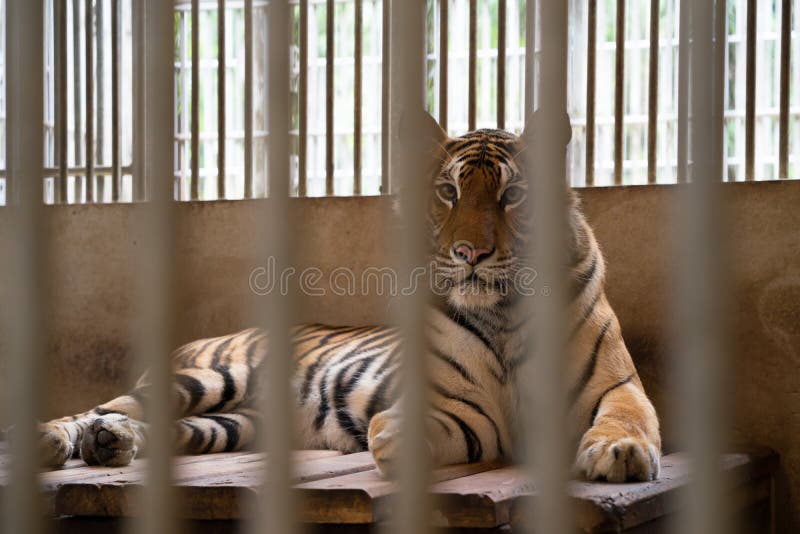 Tiger in cage stock image. Image of circus, protection - 76740223