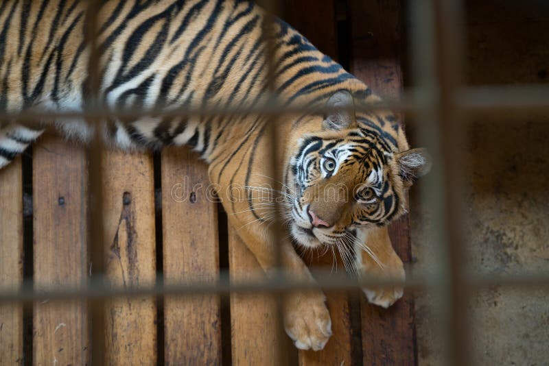 Tiger in cage stock image. Image of protection, carnivore - 76740239
