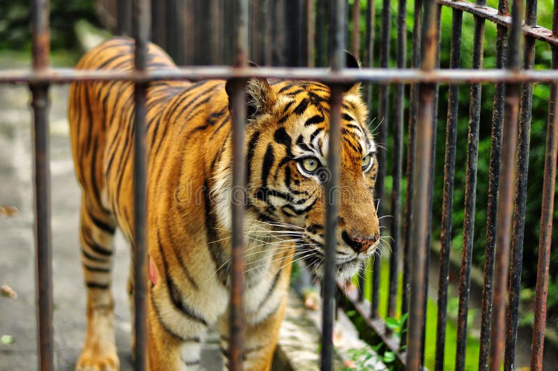 485 Caged Tiger Photos - Free & Royalty-Free Stock Photos from Dreamstime