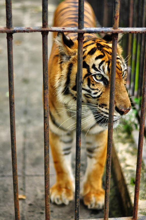 643 Caged Tiger Stock Photos - Free & Royalty-Free Stock Photos from ...