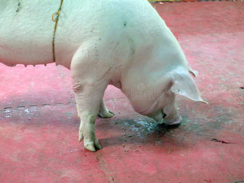 Pigs in the farm stock image. Image of pink, dirty, feeding - 142777051