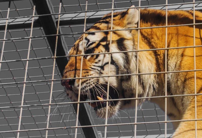 Tiger in a Cage stock image. Image of attacking, jungle - 140211823