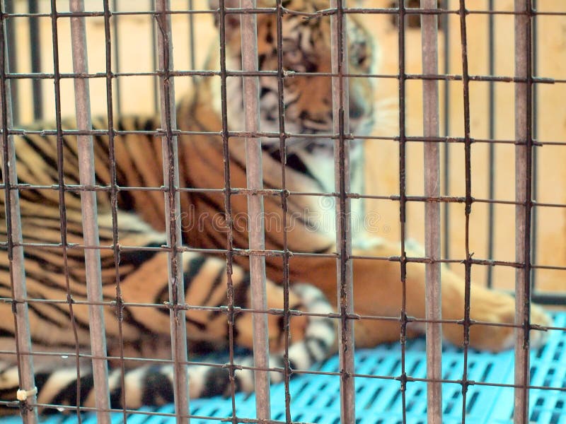 Tiger in a cage stock image. Image of environmental - 142777047