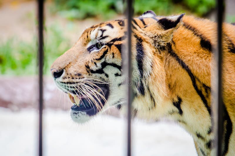 Tiger in cage stock image. Image of mammal, locked, nature - 3144929