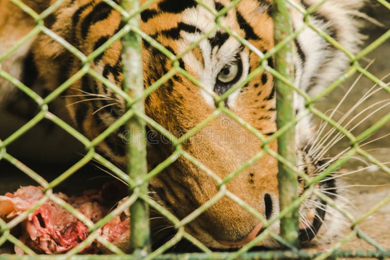 A Tiger in a Cage Eats Raw Chicken Stock Image - Image of male, hungry ...