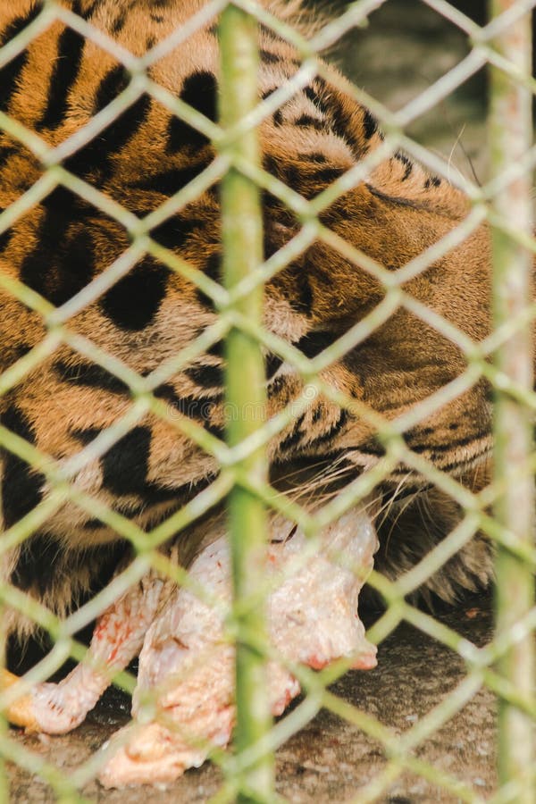 A Tiger in a Cage Eats Raw Chicken Stock Image - Image of lion, asia ...