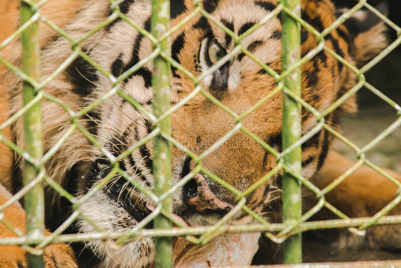 738 Chicken Tiger Stock Photos - Free & Royalty-Free Stock Photos from ...