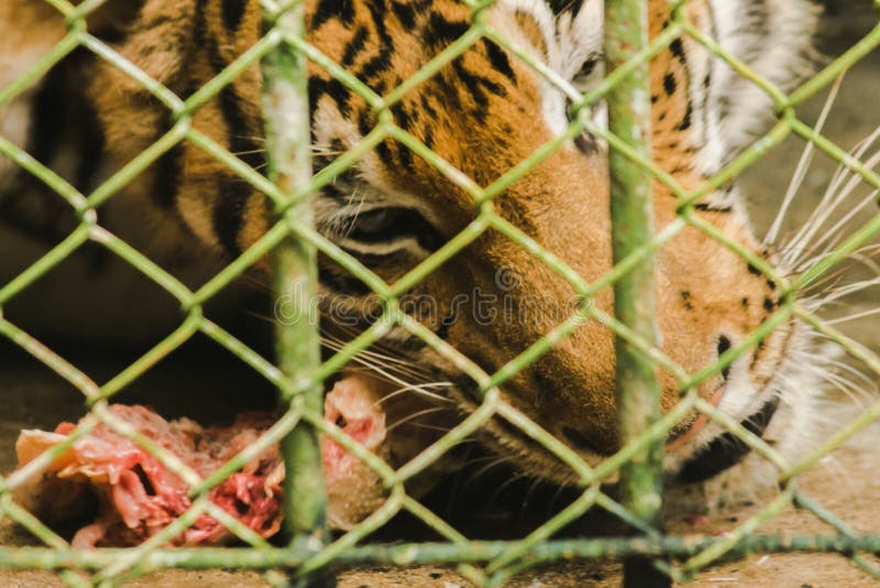 A Tiger in a Cage Eats Raw Chicken Stock Photo - Image of bengal ...