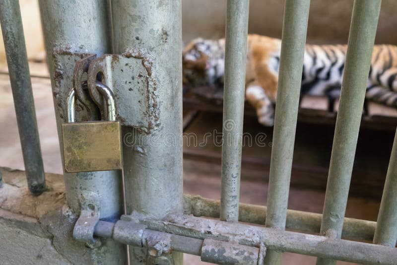 Tiger in cage stock image. Image of tiger, dangerous - 80929299