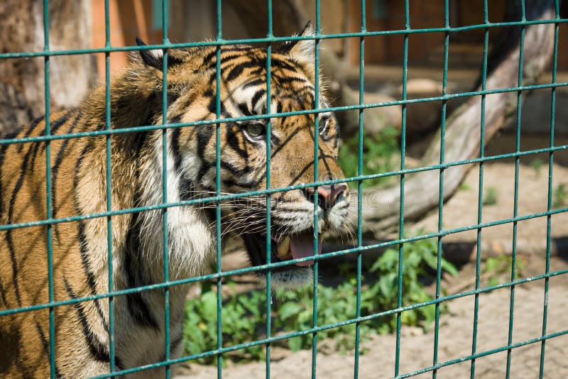 Tiger in a cage. stock photo. Image of protection, human - 47368328