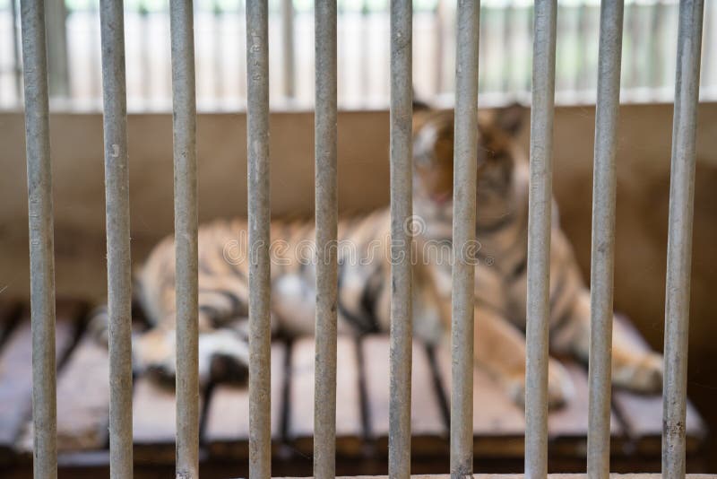 Tiger in cage stock image. Image of dangerous, wild, wildlife - 76740017