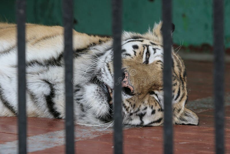 Sad tiger stock photo. Image of rare, large, striped - 36461938
