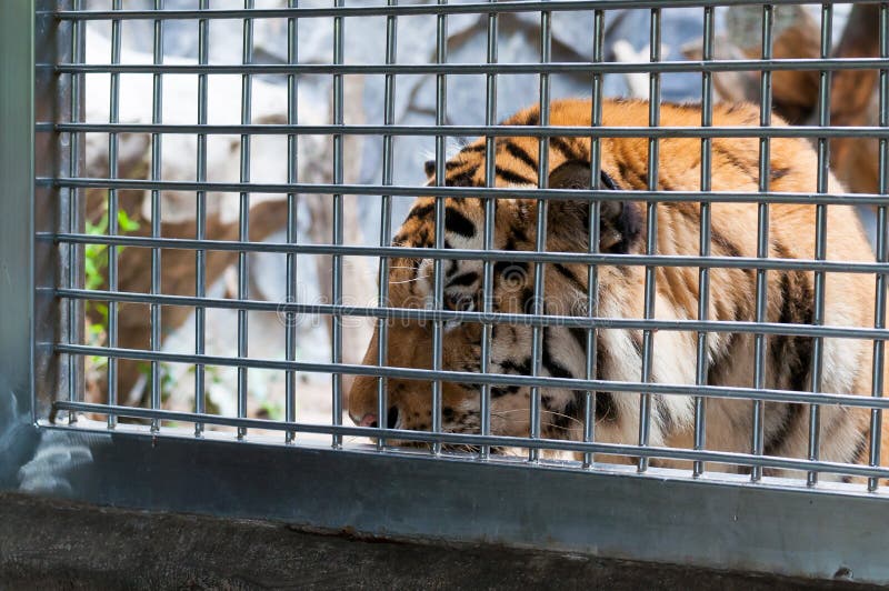 A tiger in a cage stock photo. Image of animals, animal - 69204534