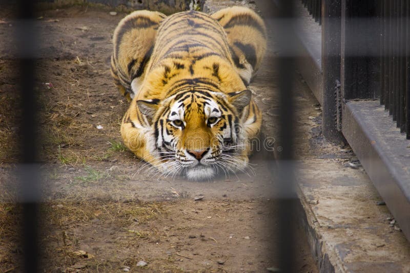 Tiger in the cage stock image. Image of summer, tiger - 99952081