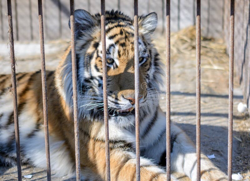 Tiger in a cage stock photo. Image of animal, alone, abandoned - 89915844