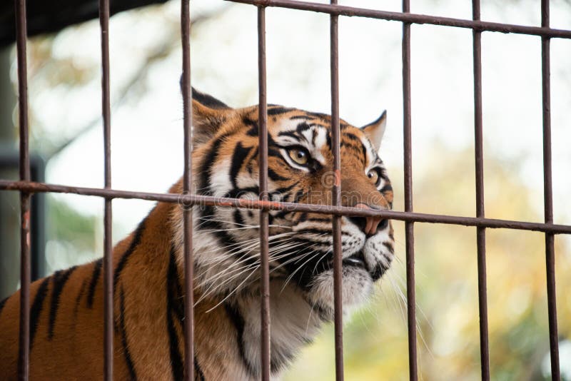 Tiger in Cage Who Loses Freedom and Can`t Move Anywhere Stock Image ...