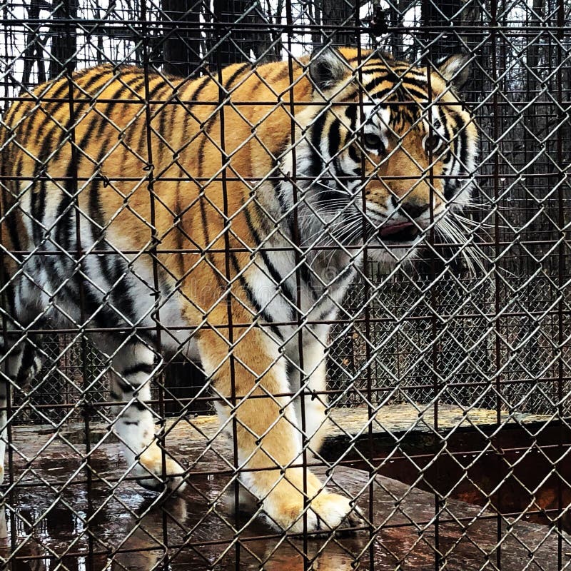 Caged Tiger stock photo. Image of fence, feline, cage - 108179764