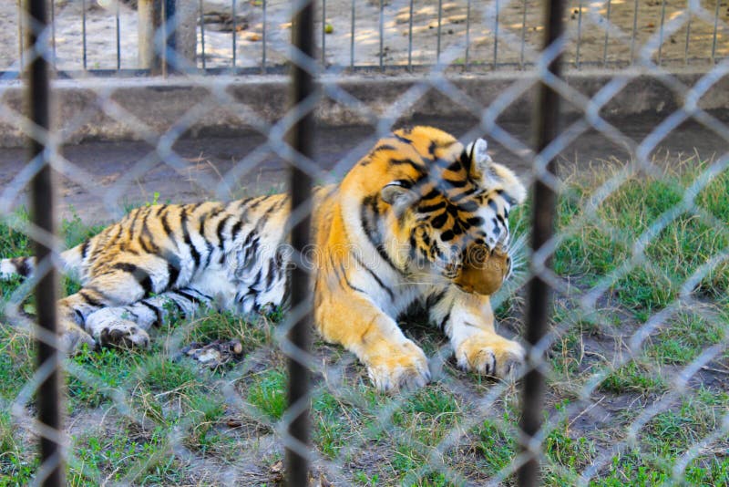 Tiger in a cage stock image. Image of mammal, animal - 109088313