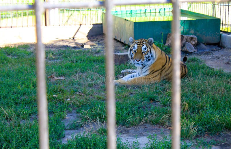 Tiger in a cage stock image. Image of cage, carnivore - 109088371