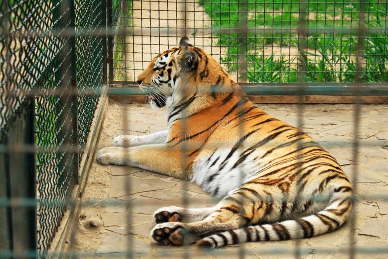 Tiger in a cage of zoo stock photo. Image of orange - 220353402