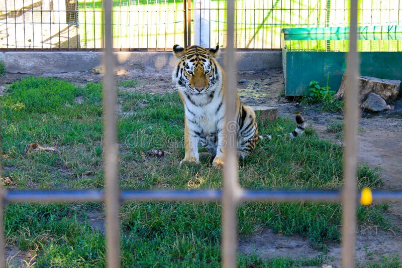 Tiger in a cage stock image. Image of prisoner, alone - 80312751