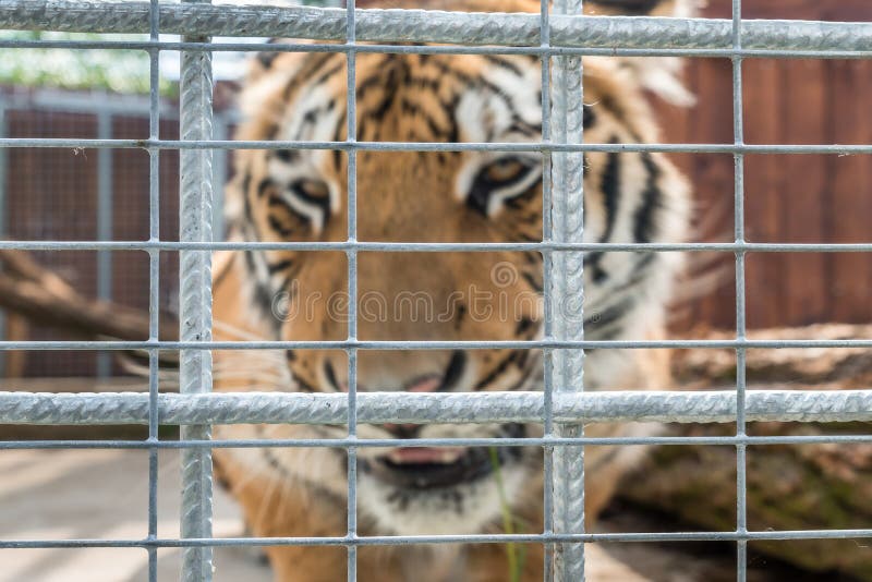 Tiger in a cage in a ZOO stock photo. Image of striped - 238096764