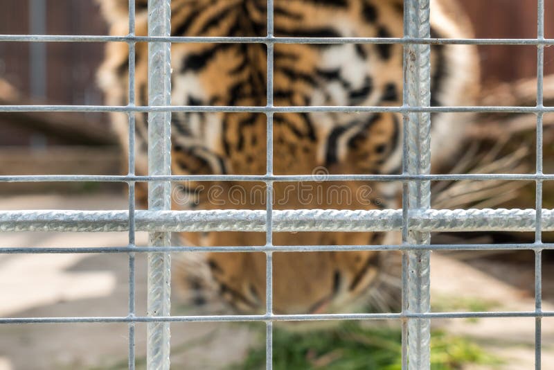 Tiger in a cage in a ZOO stock image. Image of dangerous - 253811037