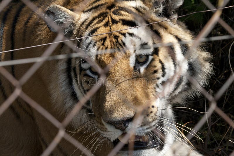 485 Caged Tiger Photos - Free & Royalty-Free Stock Photos from Dreamstime
