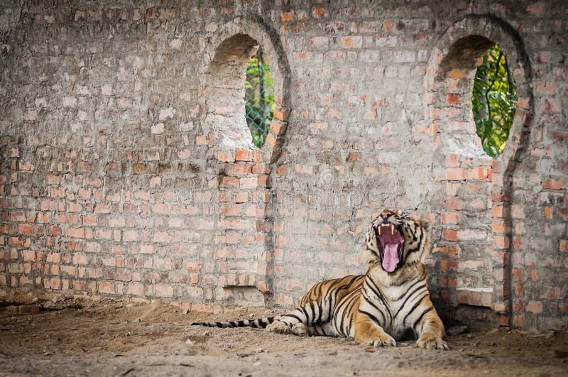 Tiger in captivity stock image. Image of park, captivity - 37533921