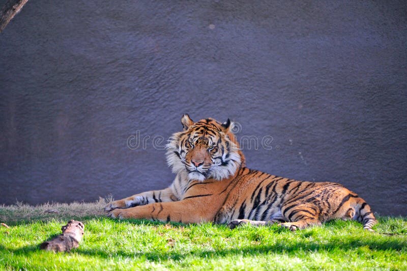 Tiger in captivity stock image. Image of wildlife, captive - 8451969
