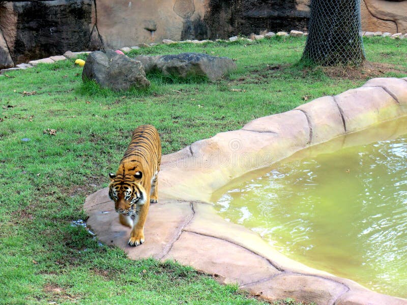 Tiger in captivity stock image. Image of green, white - 242221999